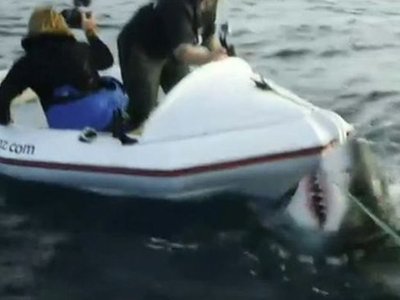 Terrifying moment Great White Shark attacks boat