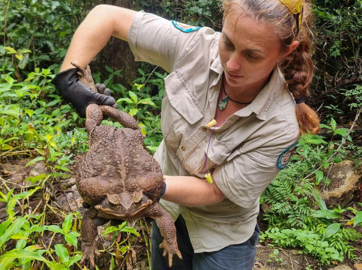 Australian rangers find 'monster' 2.7 kg cane toad