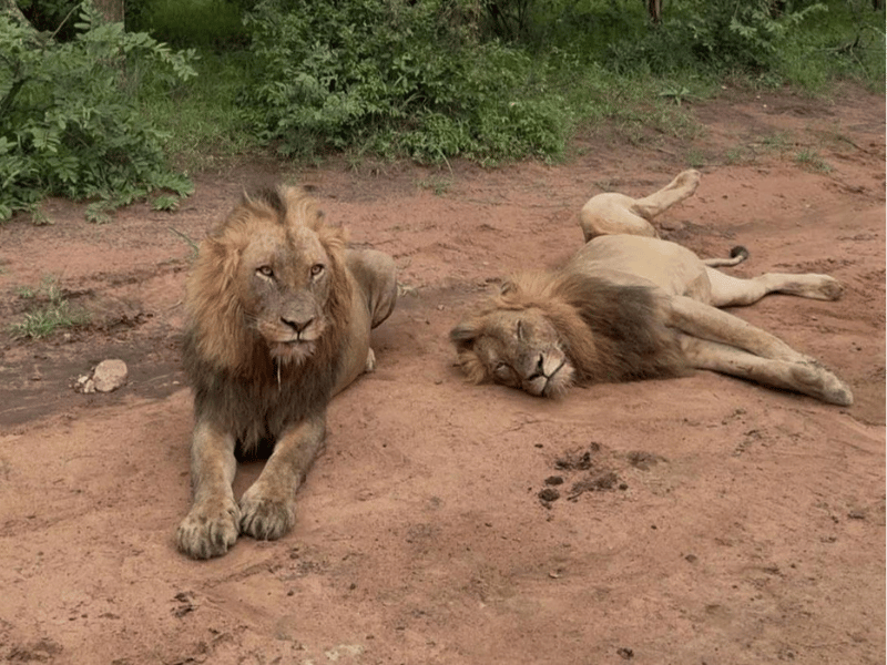 Lion on the loose near oPhongolo after escape from game reserve