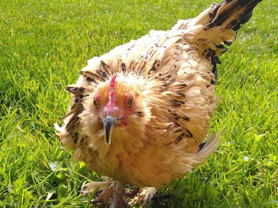 World's oldest chicken is a 21-year-old Guinness Record Holder