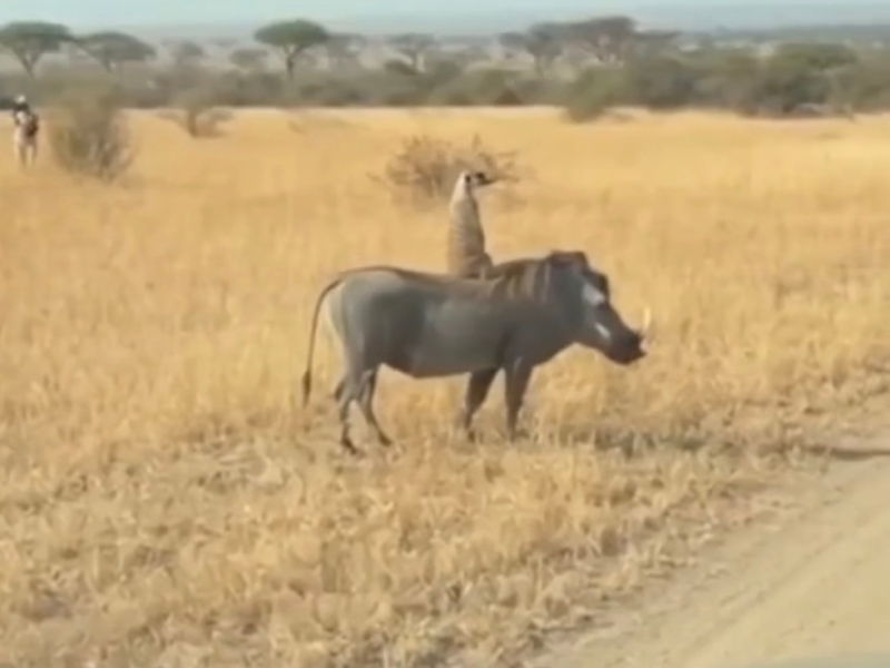 Haibo! It’s Timon and Pumbaa in real life