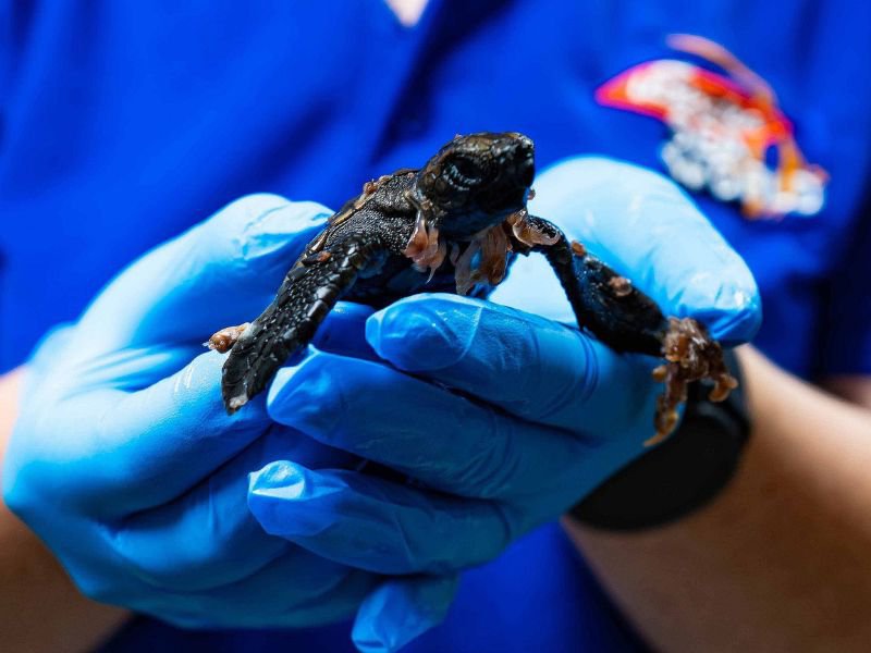 Tiny turtle in KZN: Covered in barnacles and clinging to life