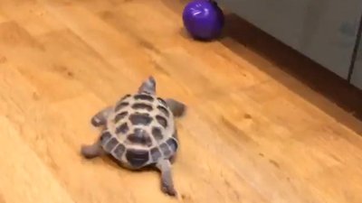 Adorable tortoise plays catch just like a dog