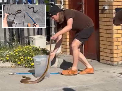 One of the most insane snake removals of two Cape Cobras