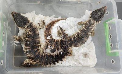 PICS: Two in court for attempting to smuggle animals into KZN