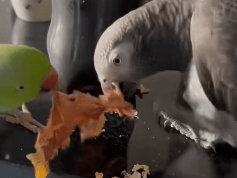 Parrots tear apart a R200 note like it's nothing