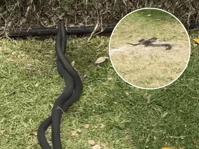 Gardener gets too close for comfort watching two snakes