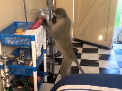 No culling of monkeys on south coast