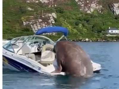 WATCH: Wally the Walrus is making his way around boats and the internet
