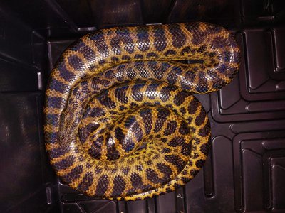 Five Things You Need To Know As You Wake Up: Phoenix anaconda still on ...