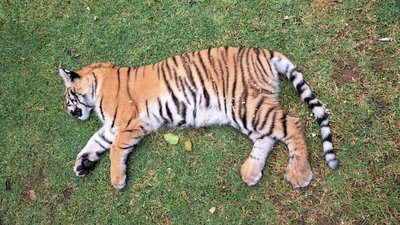 NSPCA tells Martin Bester: Whereabouts of sedated tiger still unknown