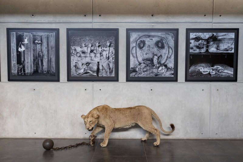 SA art show highlights destructive ties between Man and Nature