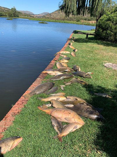 Water and Sanitation probing dead fish at Hartbeespoort Dam