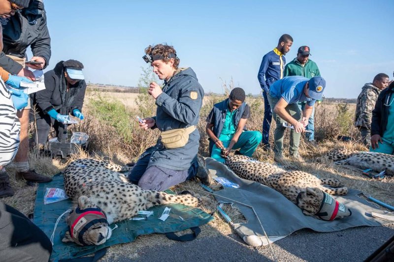 Tshwane relocates four cheetah cubs 'to avoid inbreeding'