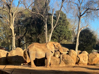 Charlie the elephant free after 43 years in zoo