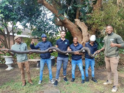 PICS: 4-metre python captured on KZN farm