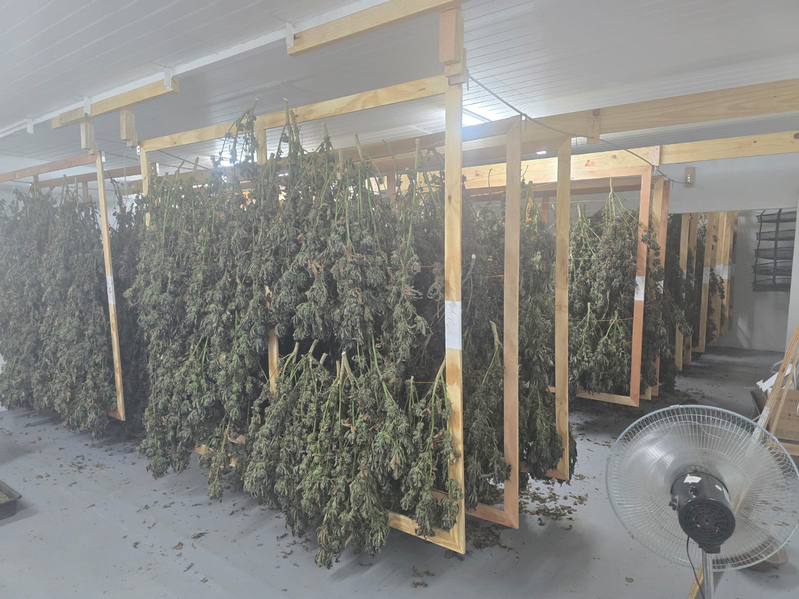 Man arrested during R30m bust at Camperdown dagga farm