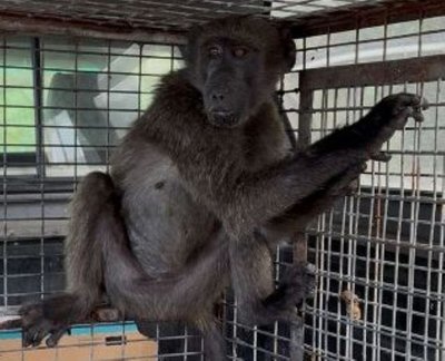 Nonna and Willie's monkey business in Durban has come to an end.