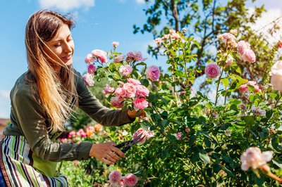 A beginner's guide: Tips for growing roses