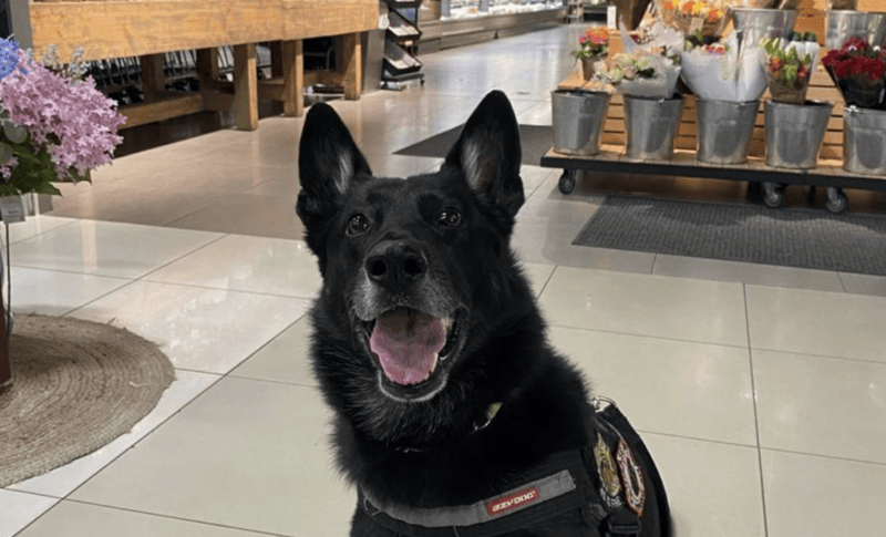 PHOTOS: Woolies thanks cutest 'bomb squad' for keeping shoppers safe