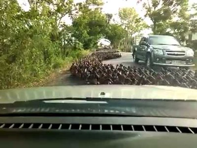 A Duck Stampede