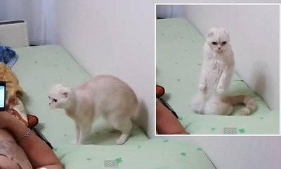 VIDEO: The most patriotic cat in the world!