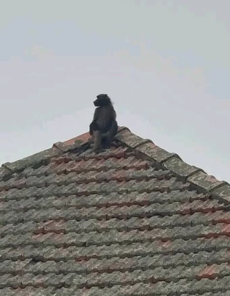 LISTEN: ‘Stowaway’ baboon on the loose in Durban’s Umbilo