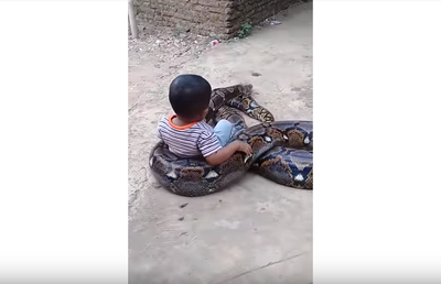 Small boy plays rough with python