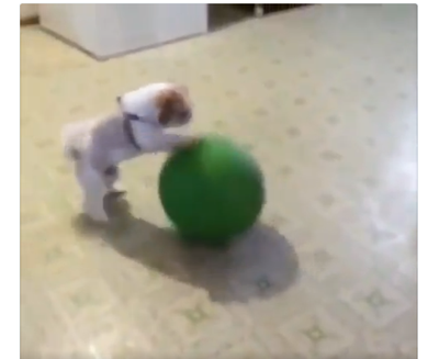 Doggy shows off seriously impressive basketball skills