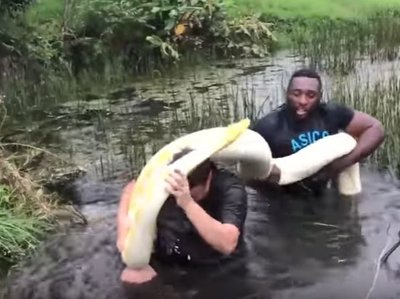 Springbok Beast wrestles a python!