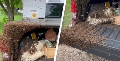 WATCH: Woman finds van covered in bees; safely relocates them in wild video