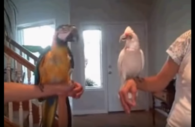 Two tropical birds have an epic dance-off