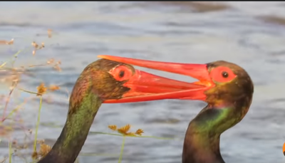 Black storks face off at Kruger National Park