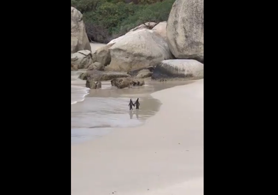 These penguins will restore your faith in true love