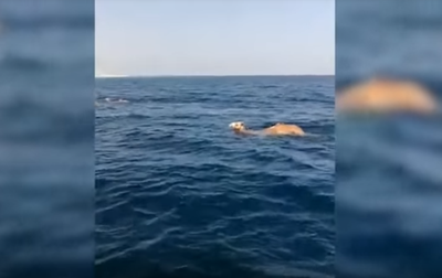 The camels of Oman love a leisurely swim in the ocean