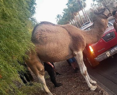 Hump in the road: camel caught on Aussie golf course
