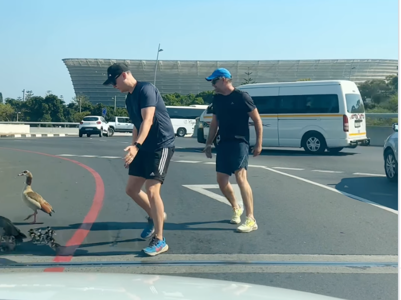 WATCH: Adorable moment SA men stop traffic to help ducks
