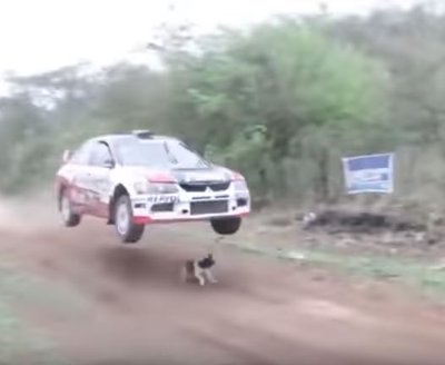 Incredible moment racing car jumps over dog