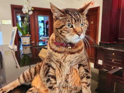 Skabenga the Cat’s statue unveiled at the Oyster Box Hotel