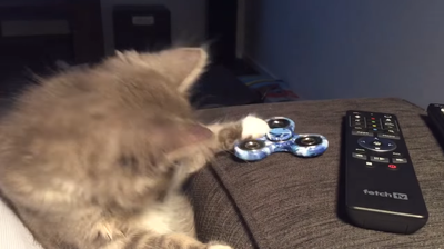 Inquisitive cat amazed by fidget spinner