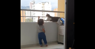 WATCH: Cat saves baby from jumping off balcony