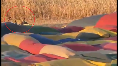 WATCH: Cheetah attempts to bite hot air balloon and gets chased away