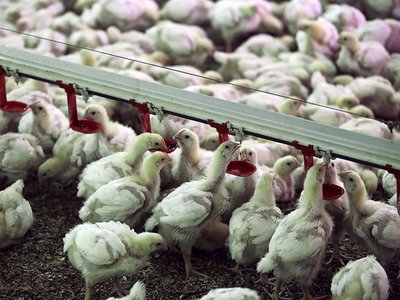 New poultry products regulations bad news: SAPA