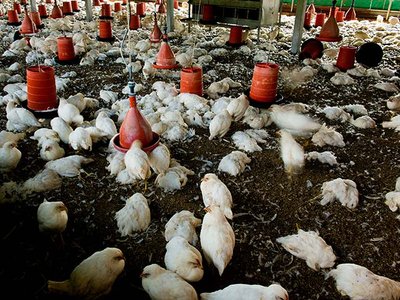 More African countries ban poultry imports