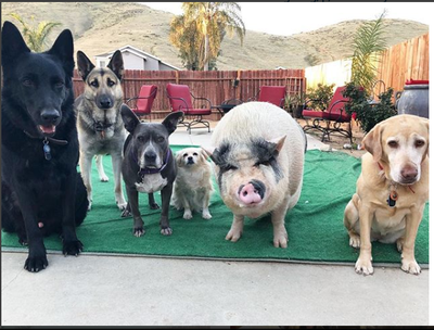 Chowder the pig loves his canine family