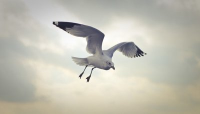 Man arrested for biting seagull that stole his food