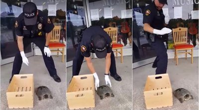 Hilarious footage of a cop afraid of picking up a turtle goes viral!