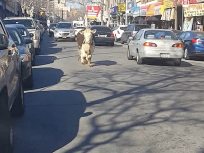 Runaway cow leads police on wild chase