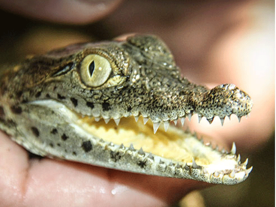 Sixty juvenile crocodiles released into IsiMangaliso Wetland Park