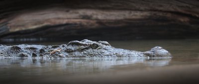Australian man fights off crocodile to survive attack